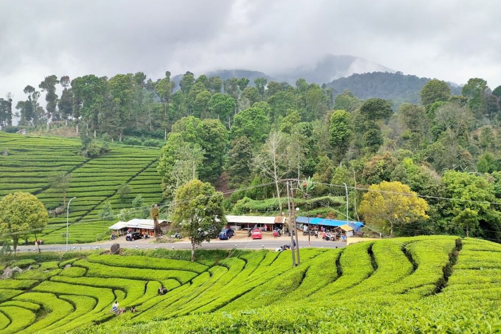 INDONESIA'S TEA PLANTATIONS: EXPLORING THE HIGHLANDS - Indonesia Travel Hub